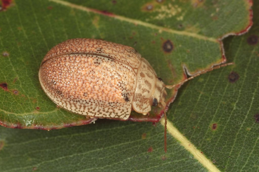 Paropsis omphale (Leaf Beetles (Chrysomelinae) of Victoria) · iNaturalist