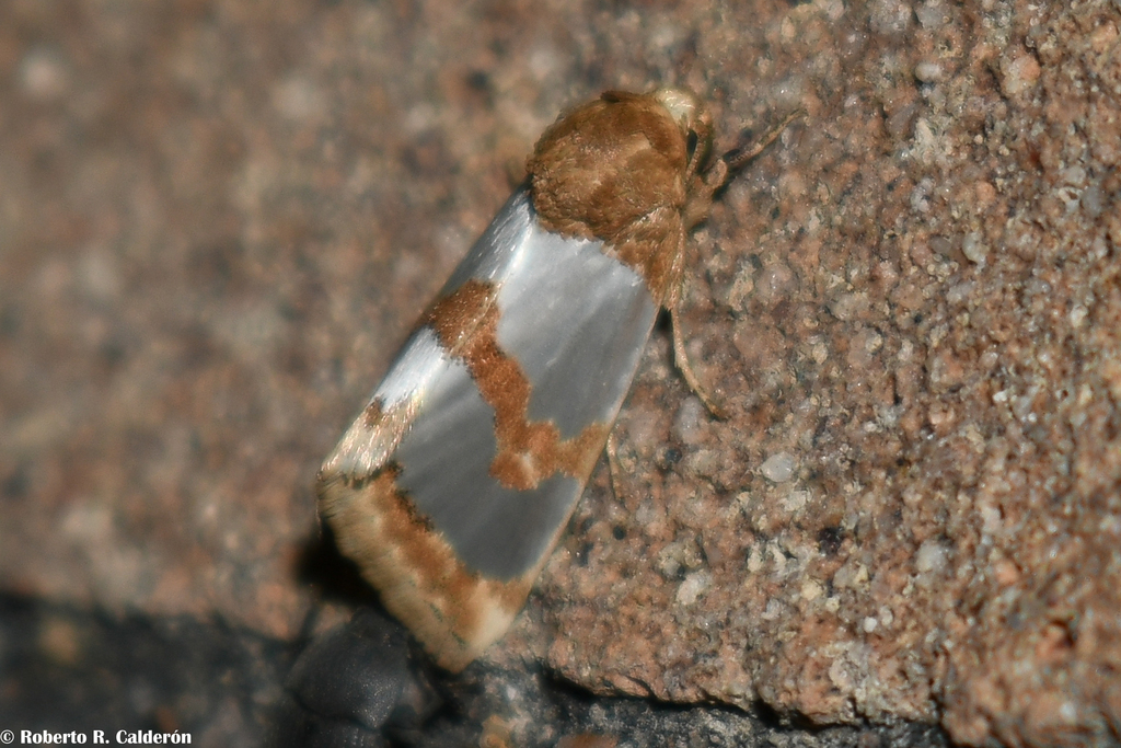 Chrysellus Flower Moth from Golden Triangle Mall, Denton, Denton County ...
