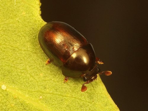 Genus Cychramptodes · iNaturalist