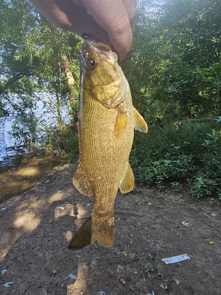 Smallmouth Bass from Shockoe Bottom, Richmond, VA, USA on August 10 ...