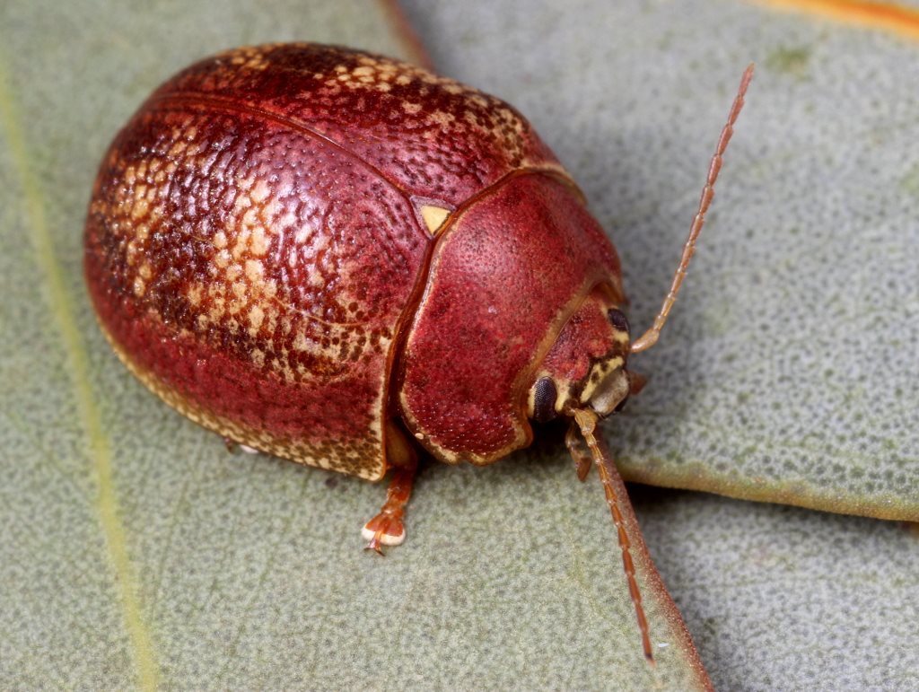 Paropsis carnosa (Leaf Beetles (Chrysomelinae) of Victoria) · iNaturalist