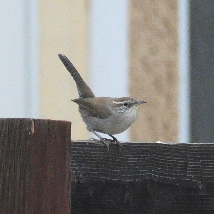 Bewick's Wren in September 2024 by Daryl Williams · iNaturalist