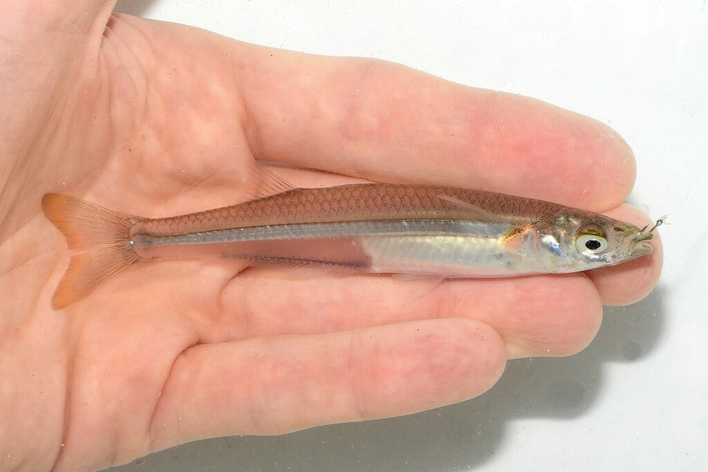 Atlantic Silverside (Menidia menidia) - Marine Life Identification