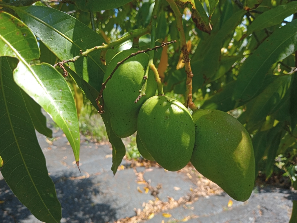 Indian mango from GMX9+RX, Sale'aula, Samoa on September 15, 2024 at 10 ...