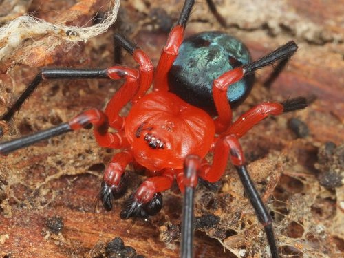 Red-and-black Spiders and Megadictynids (Superfamily Nicodamoidea ...