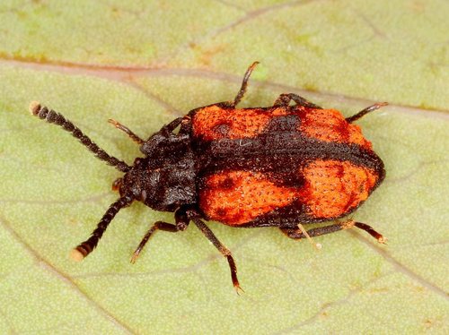 Genus Ganyme · iNaturalist