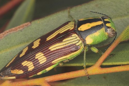 Diadoxus regius · iNaturalist