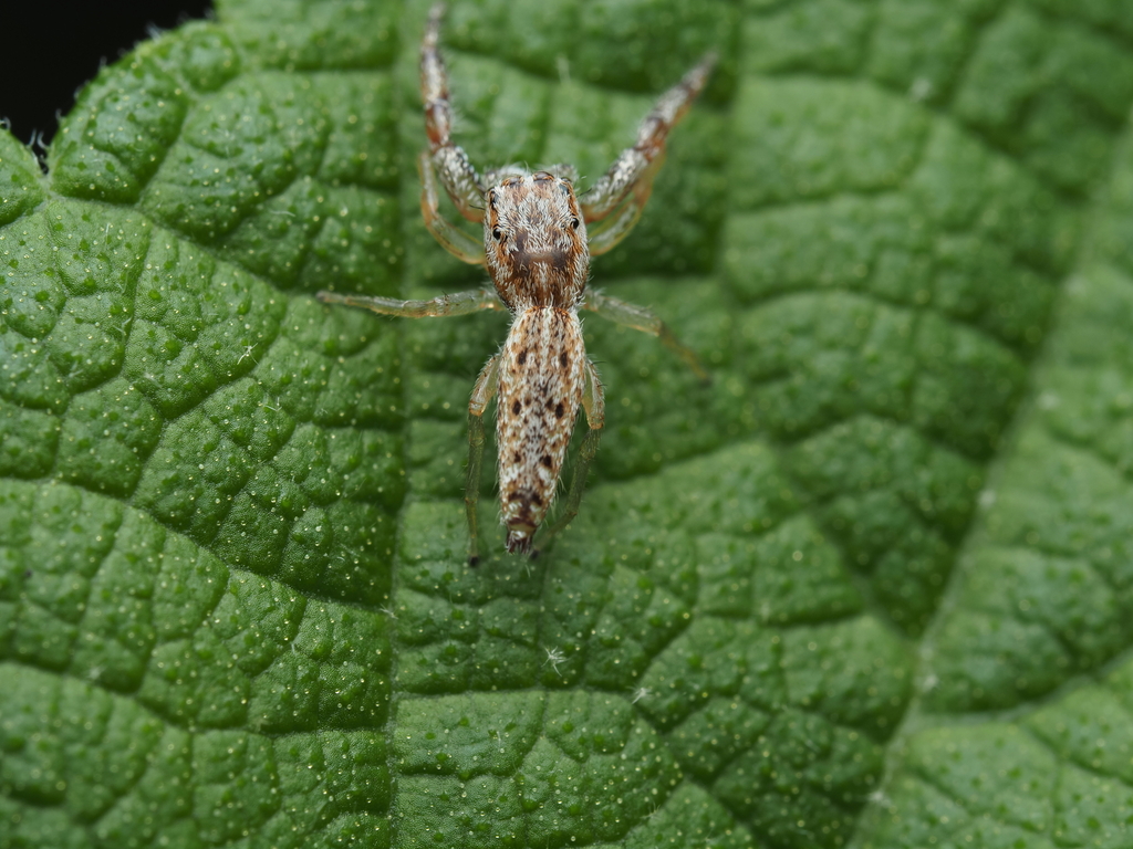 Hentzia chekika from Miami-Dade County, FL, USA on September 14, 2024 ...