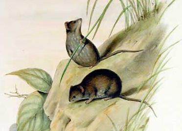 Common Planigale (Planigale maculata) - Know Your Mammals