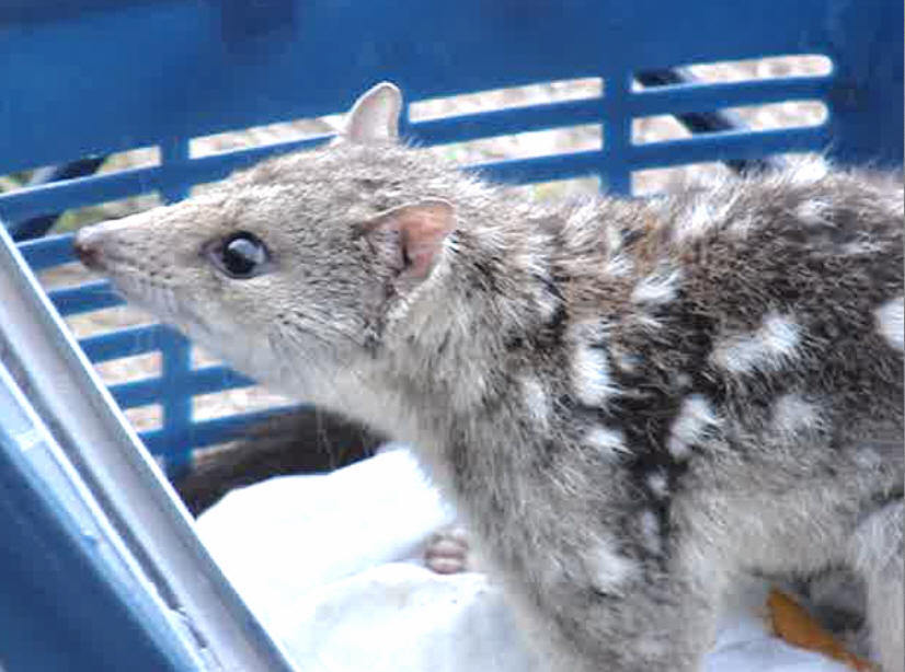 Northern Quoll (Dasyurus hallucatus) - Know Your Mammals