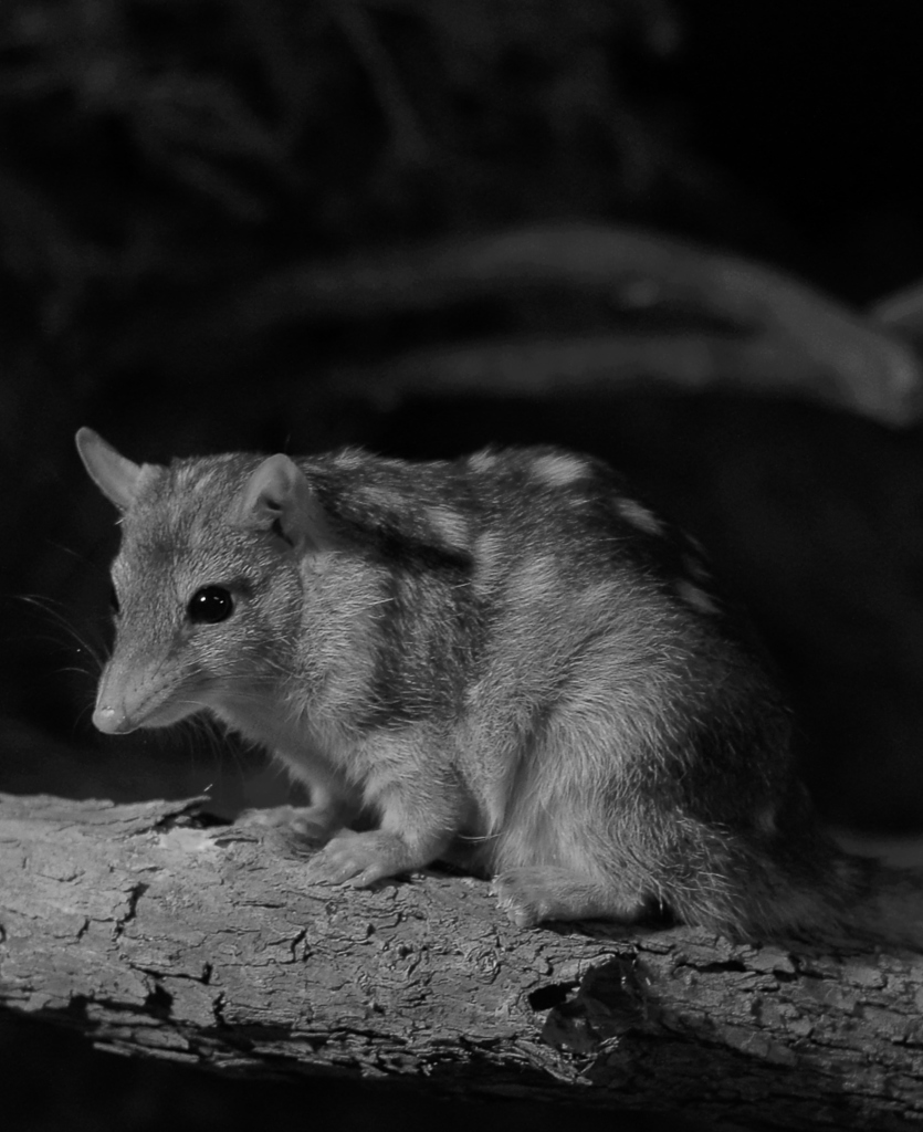 Northern Quoll (Dasyurus hallucatus) - Know Your Mammals