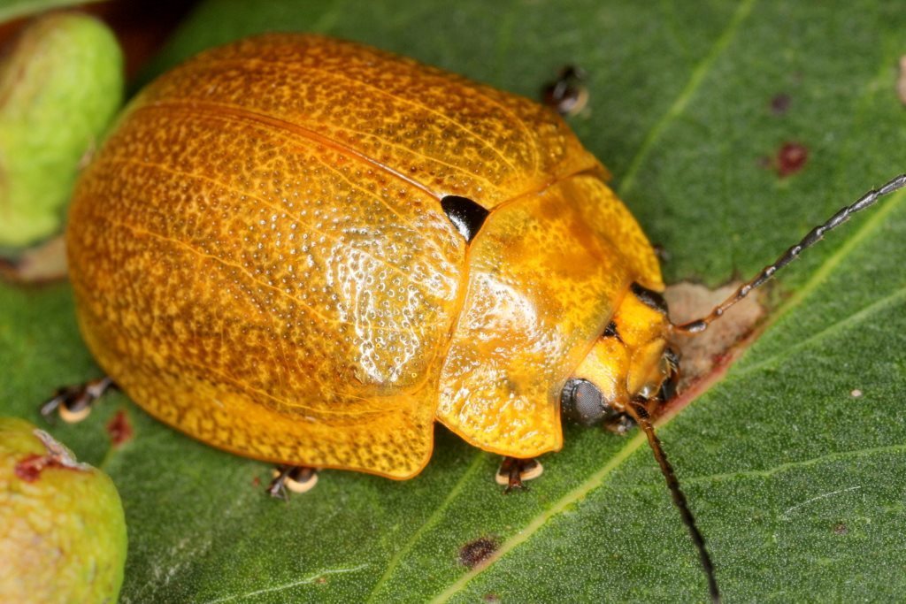 Paropsis augusta (Leaf Beetles (Chrysomelinae) of Victoria ...
