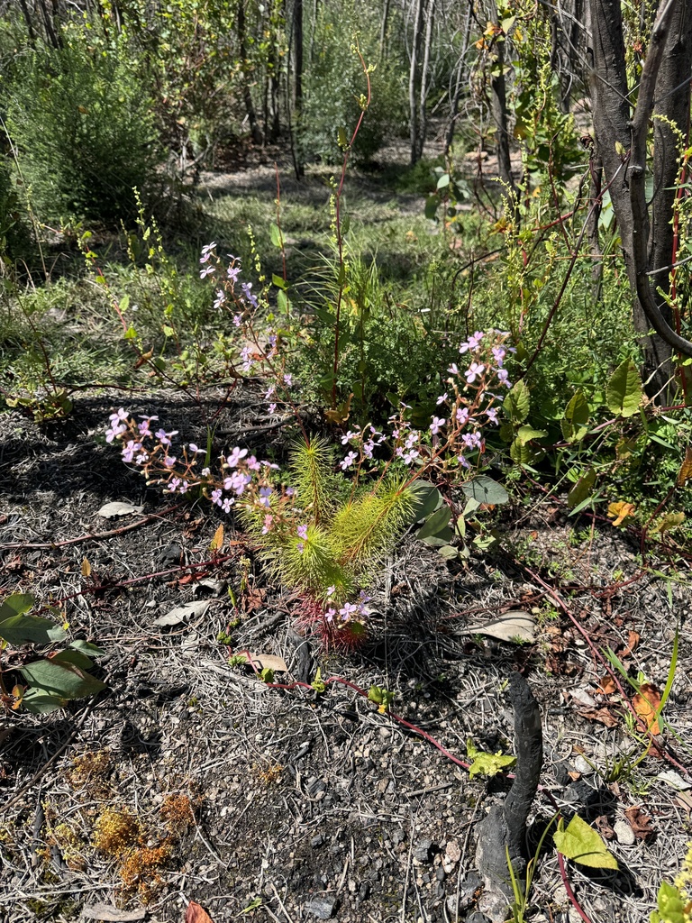 larchleaf triggerplant from Wallangarra, QLD, AU on September 15, 2024 ...