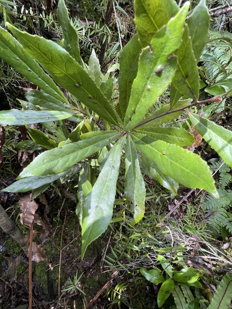 Hinau from North Island / Te Ika-a-Māui, Piopio, Waikato, NZ on ...
