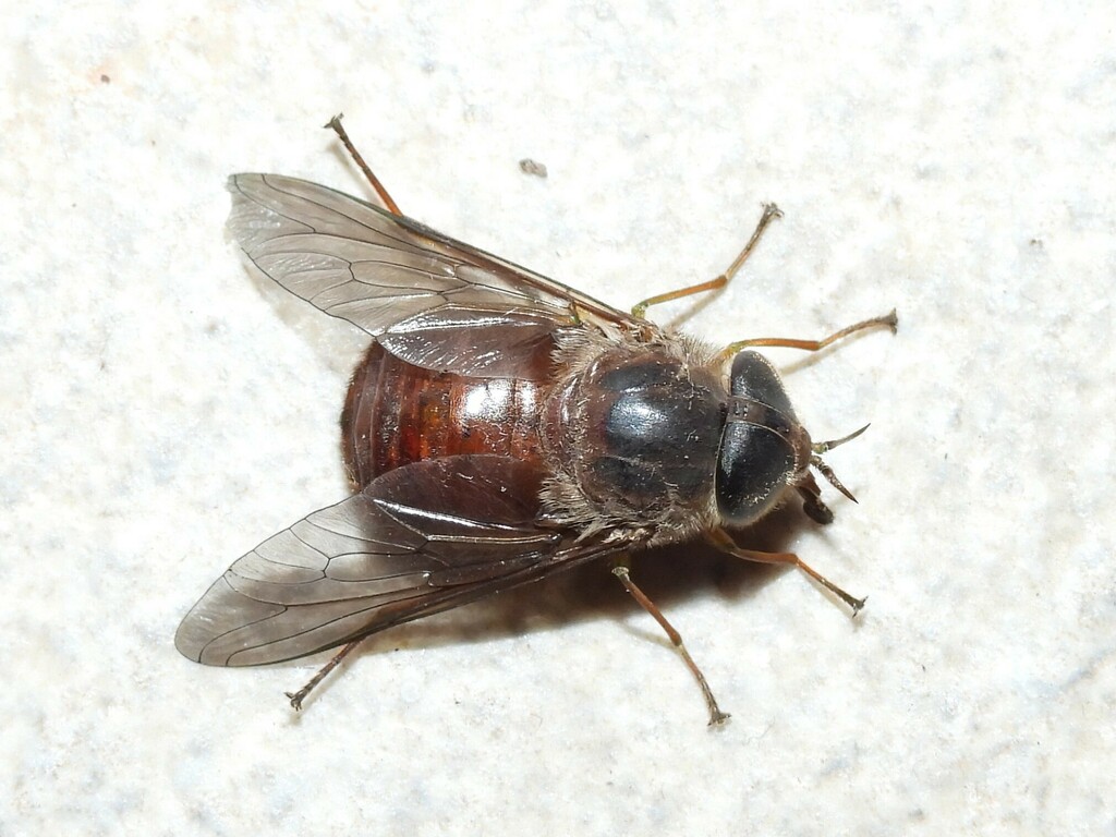 Scaptia jacksoniensis from Coomba Park NSW 2428, Australia on September ...