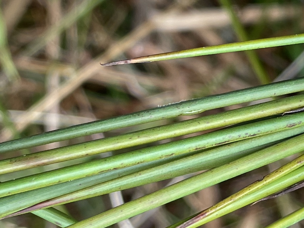 Common Twig Rush from North Island / Te Ika-a-Māui, Te Kuiti, Waikato ...