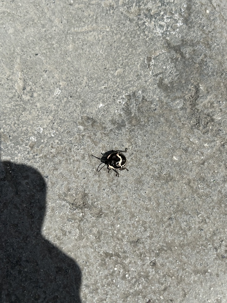 Clown Stink Bug from Huairou, Beijing, CN on September 15, 2024 at 12: ...