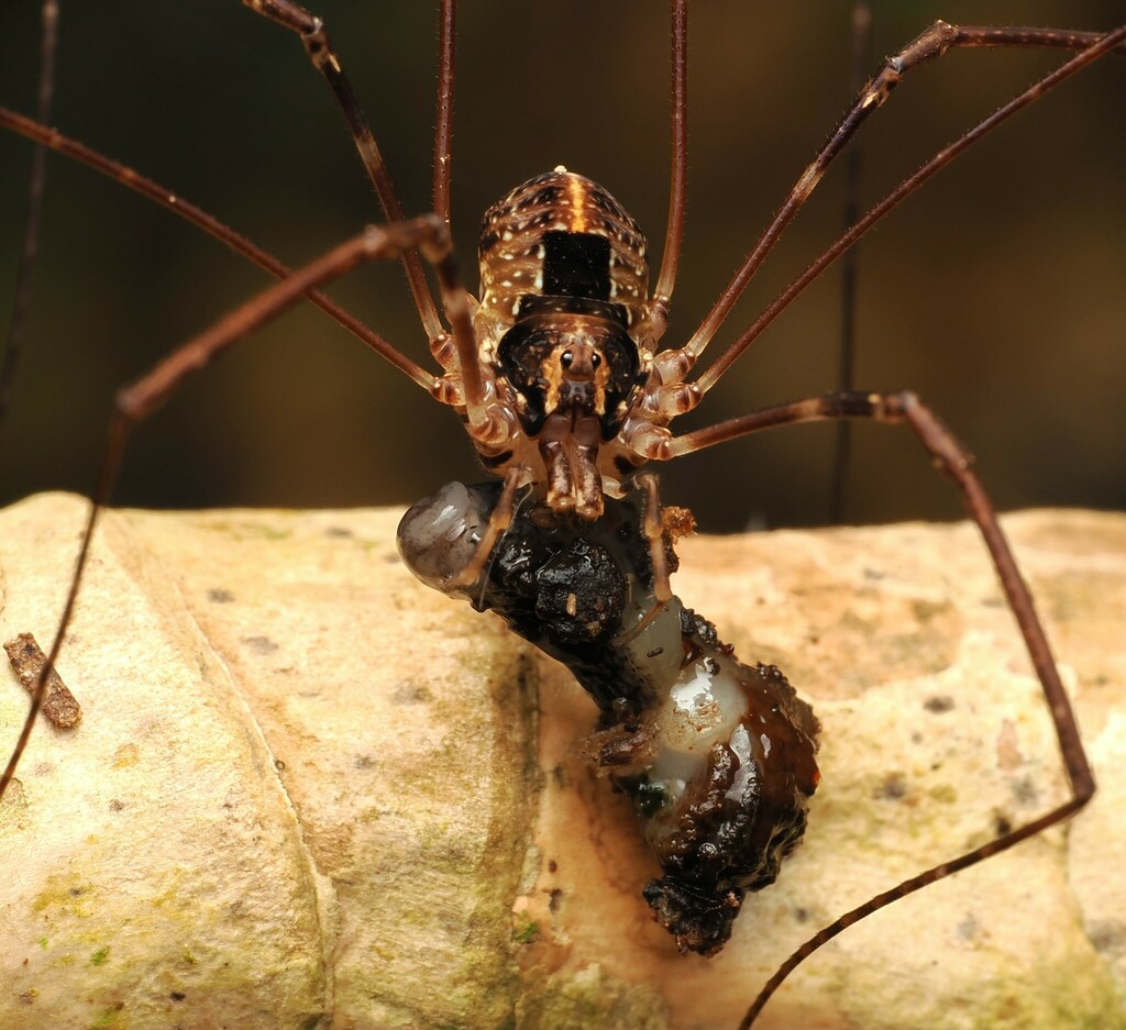 Forsteropsalis pureora from Huatoki Domain on September 6, 2024 at 09: ...