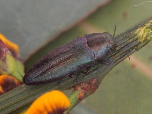 Melobasis ordinata · iNaturalist