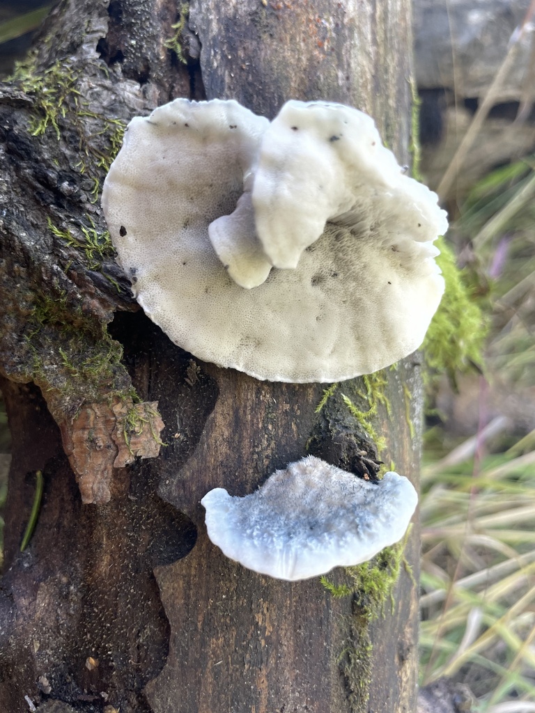 Blue Cheese Polypore in September 2024 by Ashley Johannesen · iNaturalist