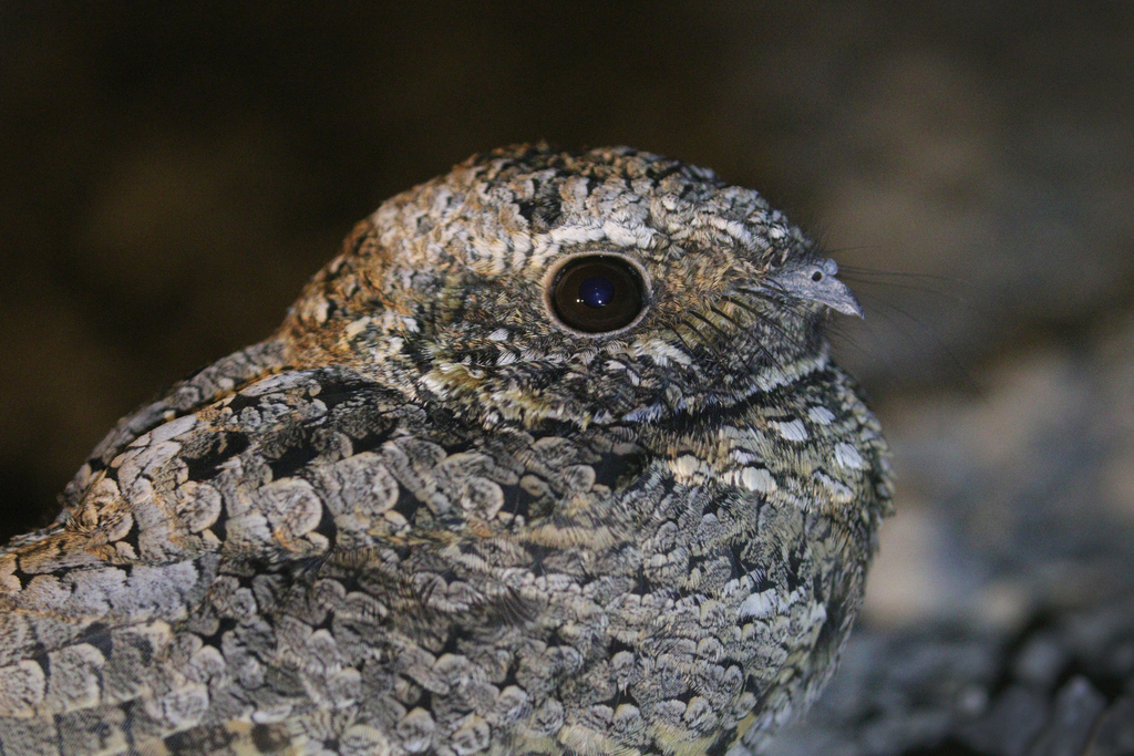 Common Poorwill from Harney County, OR, USA on September 14, 2024 at 09:18 PM by Noah Strycker ...