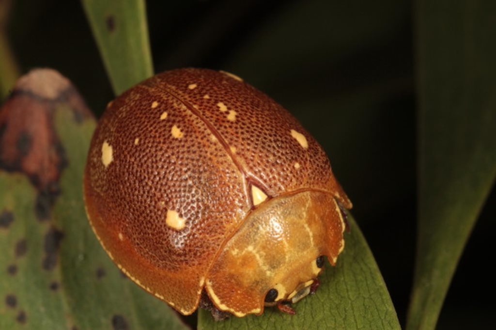 Paropsis lutea (Leaf Beetles (Chrysomelinae) of Victoria) · iNaturalist