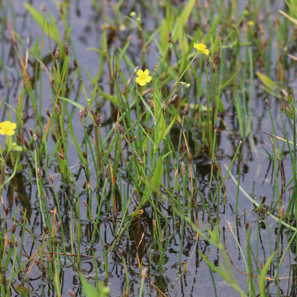 Lesser Spearwort from Berkshire, UK on June 30, 2021 at 10:16 AM by ...