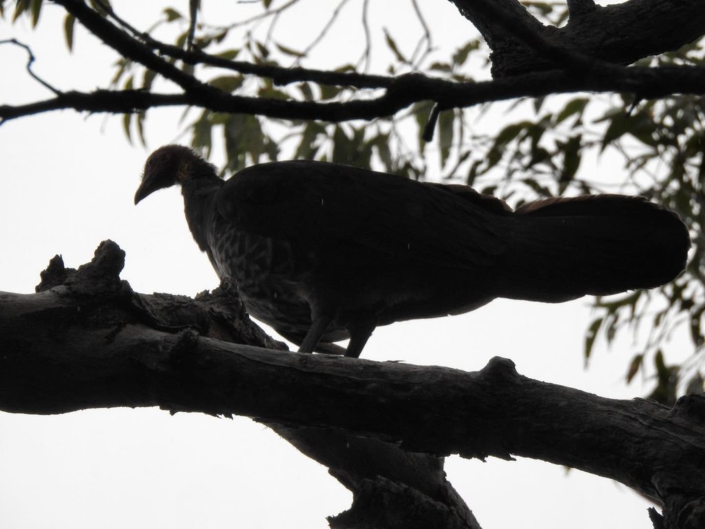 Australian Brushturkey from Bells Bridge QLD 4570, Australia on June 26 ...