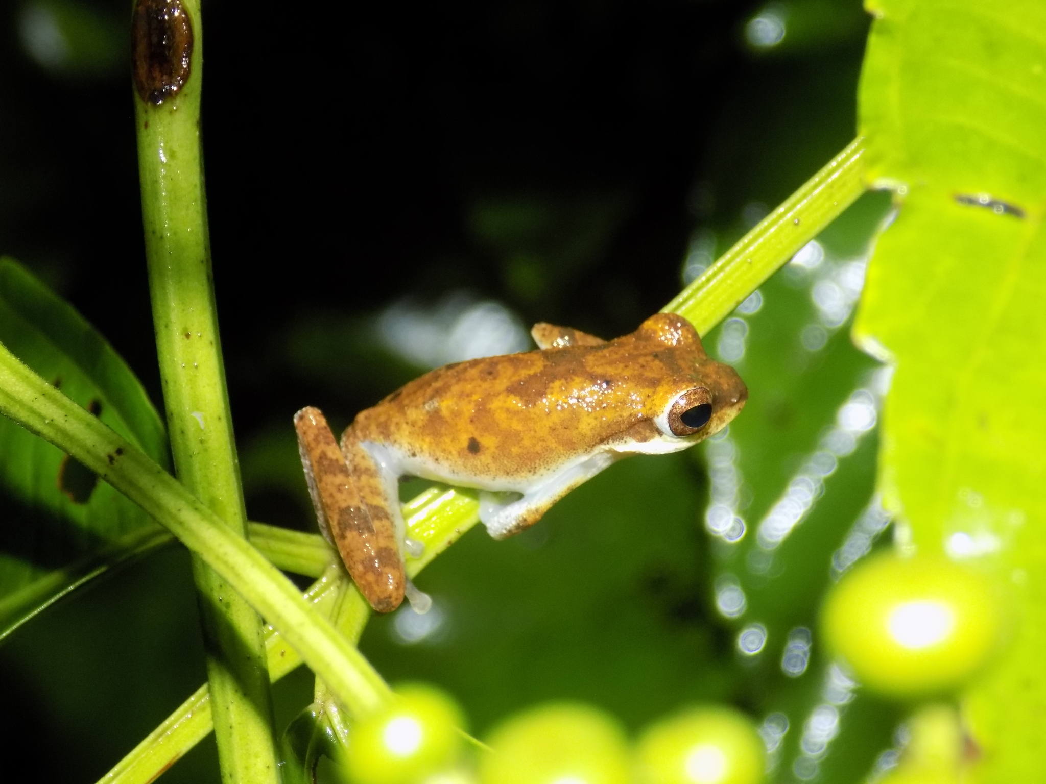 Chiromantis nongkhorensis (Cochran, 1927)