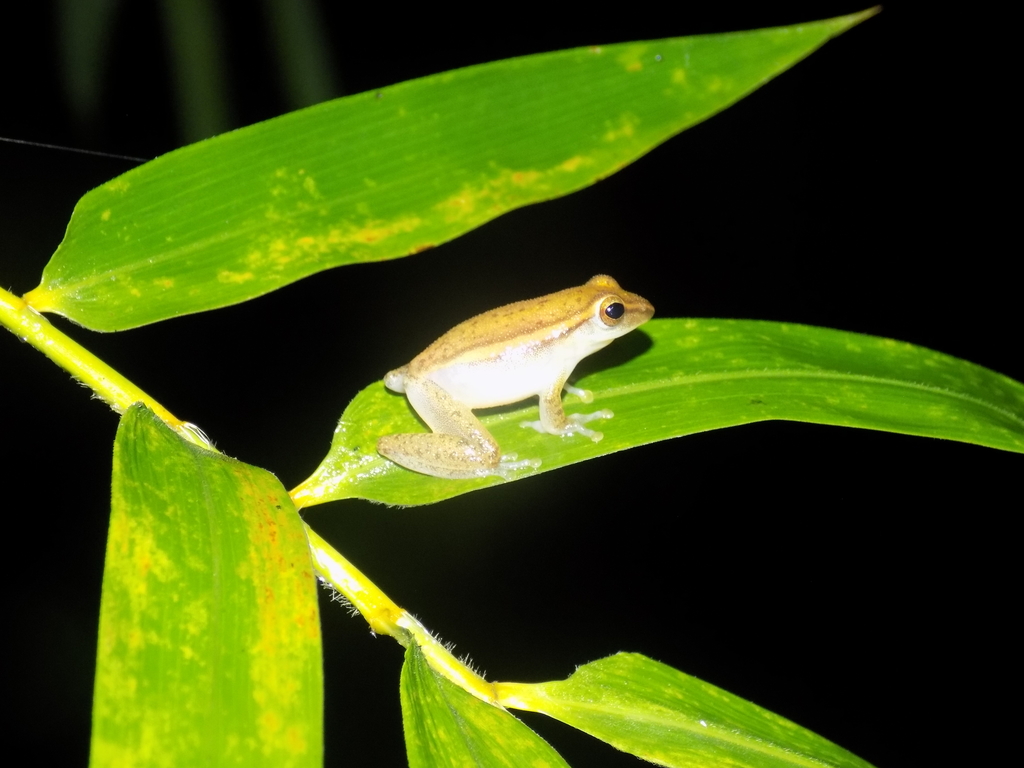 Two-striped Bubble-nest Frog from Tân Phú District, Dong Nai, Вьетнам ...