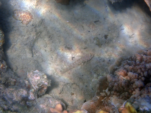 sam_amini's Identifications · iNaturalist