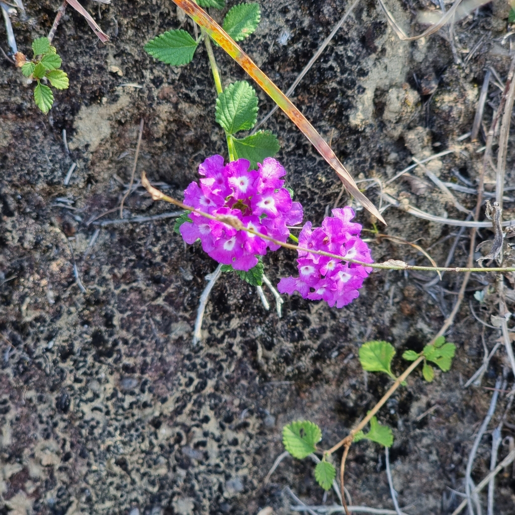 creeping lantana from Wyaralong QLD 4310, Australia on September 15 ...
