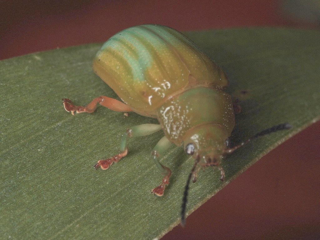 Calomela pallida (Leaf Beetles (Chrysomelinae) of Victoria) · iNaturalist