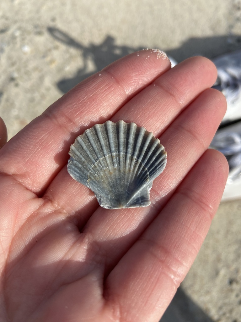 Commercial Scallop from Coral Sea, Burleigh Heads, QLD, AU on September ...