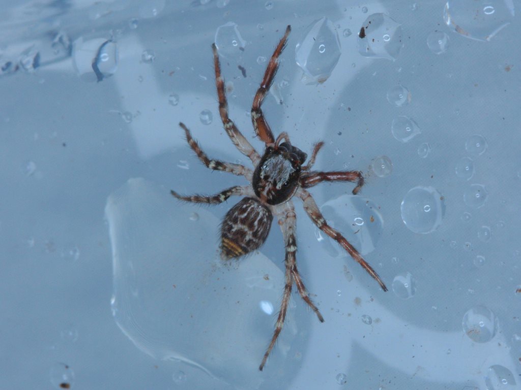 Golden-tailed Jumping Spider from Reedy Swamp Road, Shepparton VIC 3630 ...