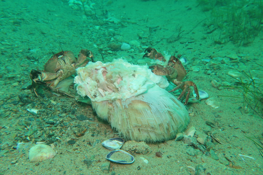 rough rock crab from Rapid Bay jetty South Australia on September 14 ...