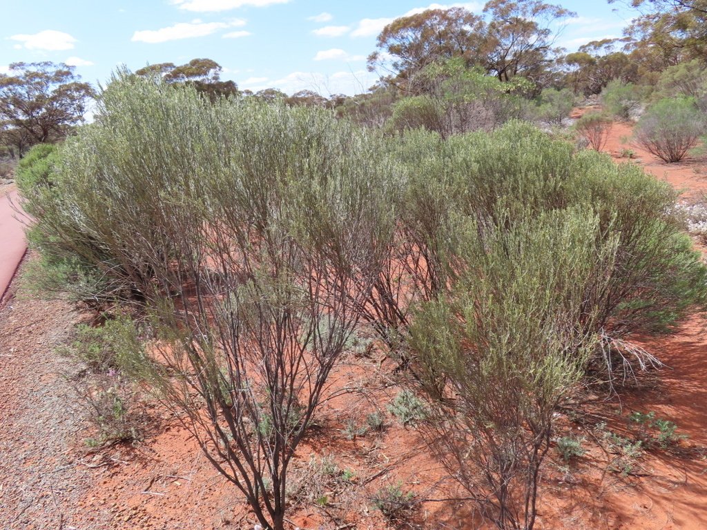 Broom Bush (Eremophila scoparia) - Botanical Realm