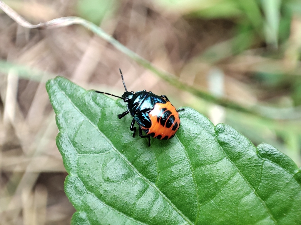 Blue Shield Bug from Beijing, Beijing, CN on September 10, 2024 at 11: ...