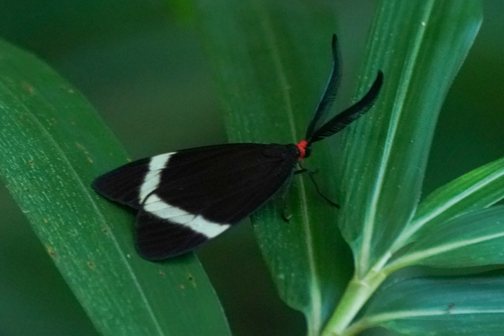 Pidorus atratus from 桜ヶ丘公園 on September 15, 2024 at 09:02 AM by ...