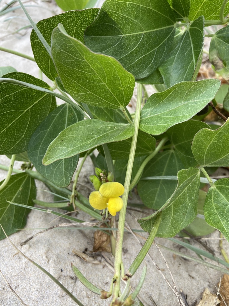 beach pea from Burleigh Heads Beach, Burleigh Heads, QLD, AU on ...