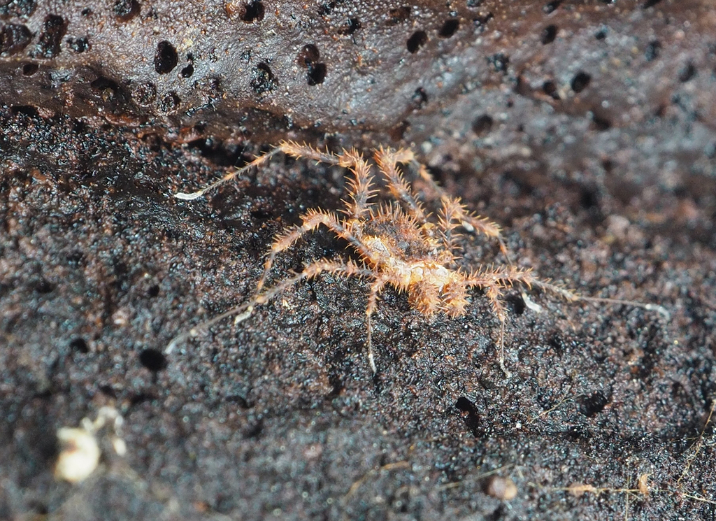 Triregia fairburni fairburni from Oropi 3173, New Zealand on September ...