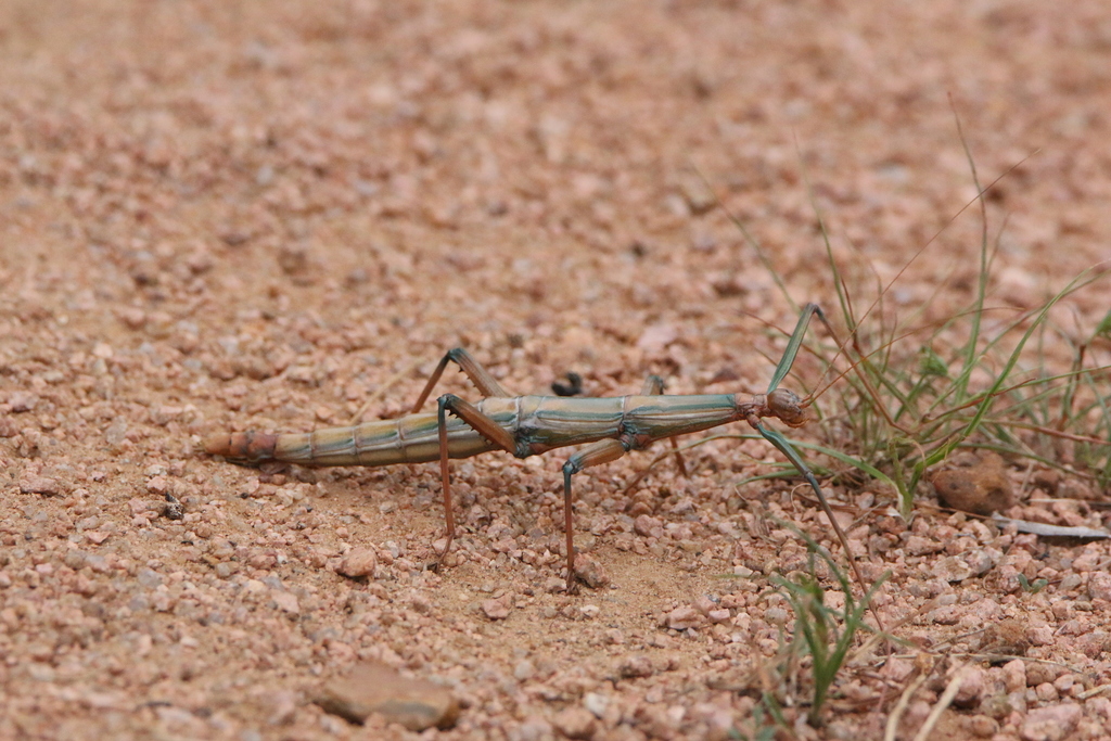 Giant Walkingstick from 16942 Ranch Rd 2341, Burnet, TX 78611, USA on ...