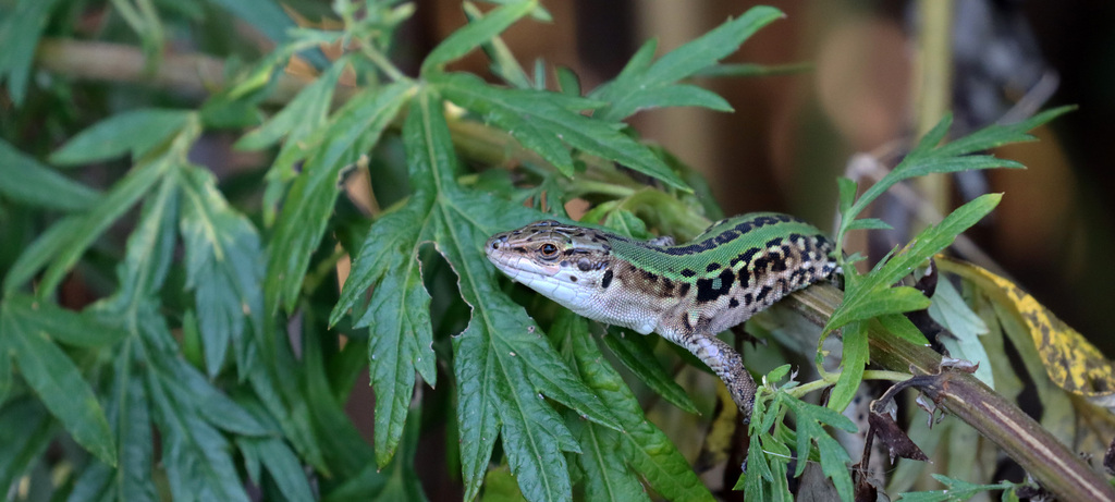 Italian Wall Lizard from East Patchogue, NY 11772, USA on September 14 ...