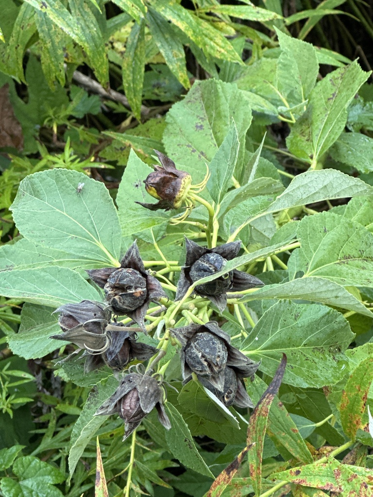 swamp rose mallow from Manhattan College Pkwy, New York, NY, US on ...