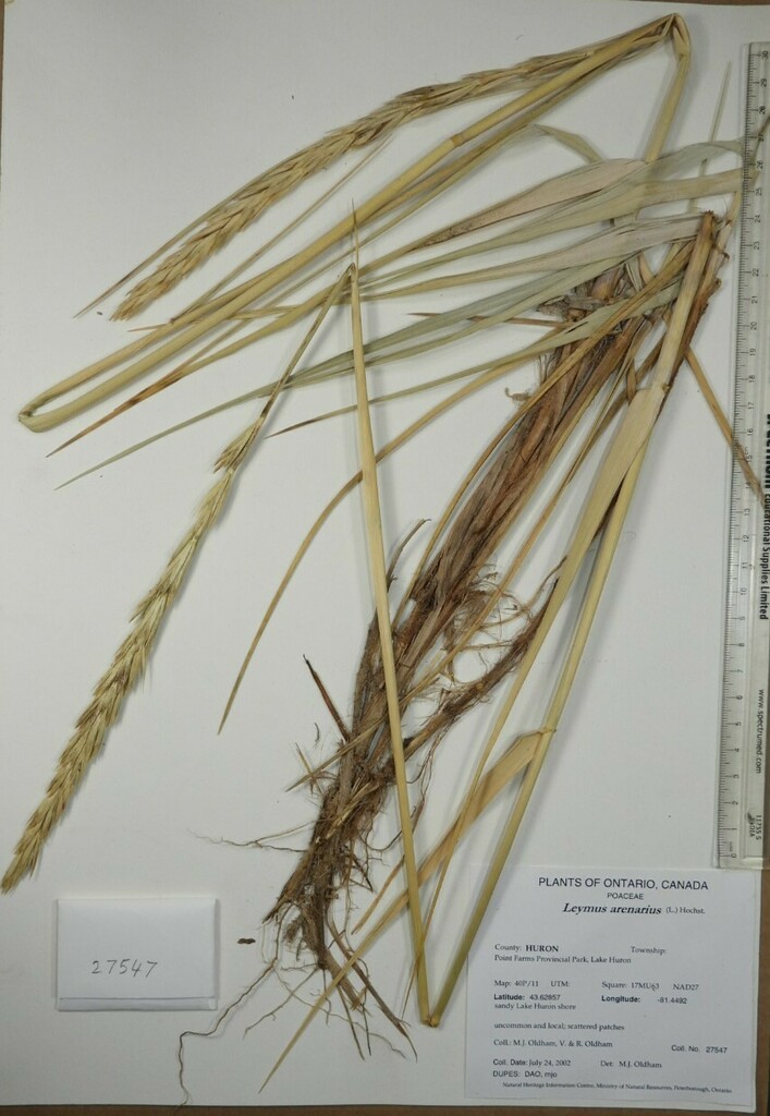 lyme grass from Canada, Ontario, HURON County, Point Farms Provincial ...