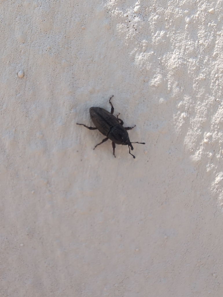 Hunting Billbug from Cagliari on September 15, 2024 at 02:22 PM by ...