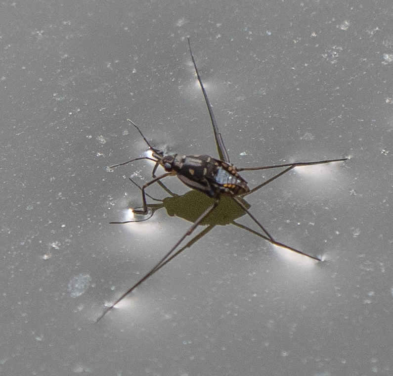 Trepobates subnitidus from Pemberton Historical Park, Salisbury, MD ...