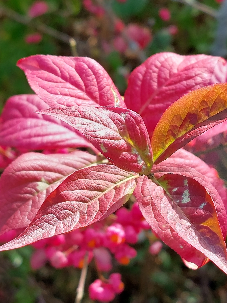 Spindle from Field Lane, York YO10, UK on September 14, 2024 at 02:36 ...
