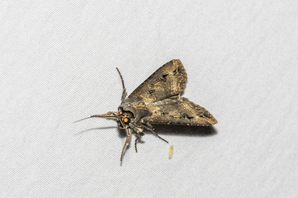 Ipsilon Dart Moth from The Morton Arboretum, 4100 IL-53, Lisle, IL ...