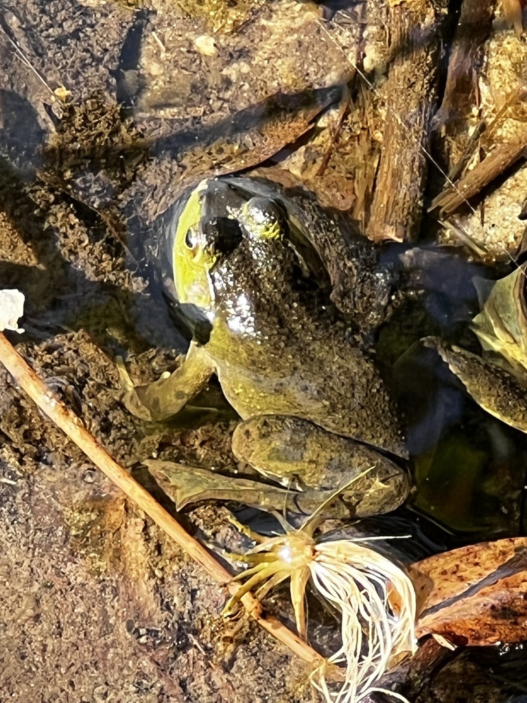 American Bullfrog from Jimmie Pond, Farmingdale, ME, US on September 15 ...